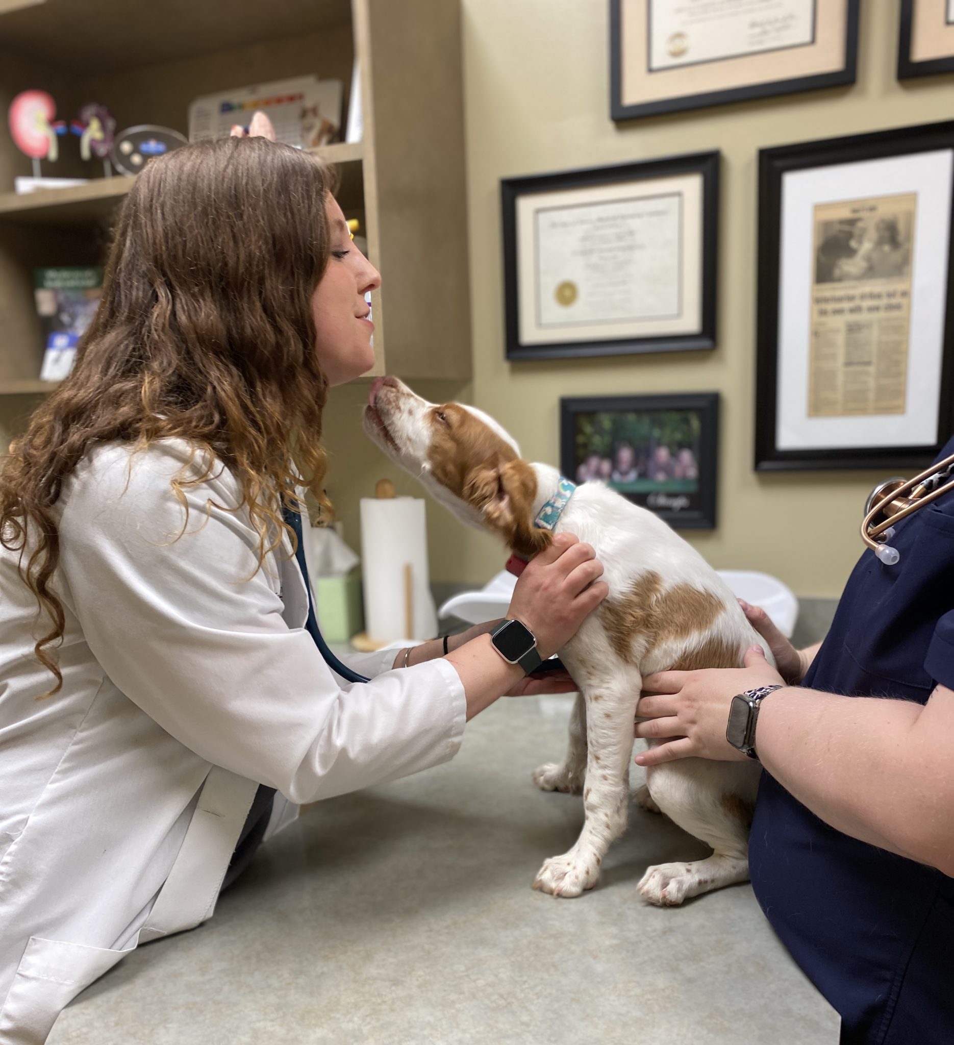 Animal Hospital at Auburn Hills | Home